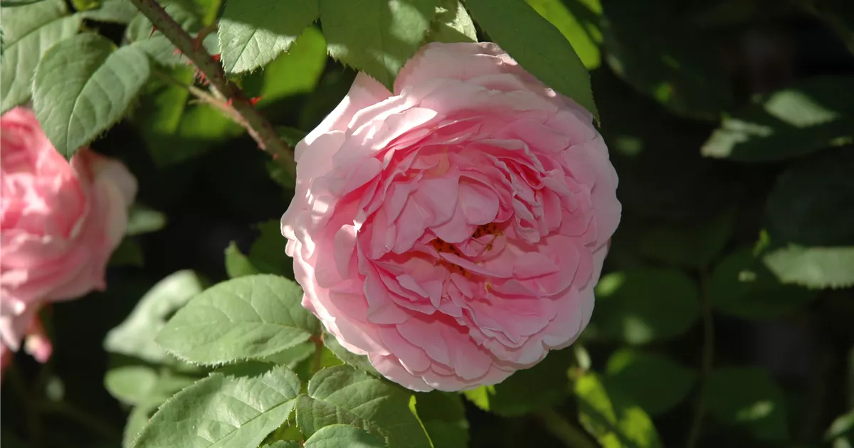 Historische Rose 'Sidonie'