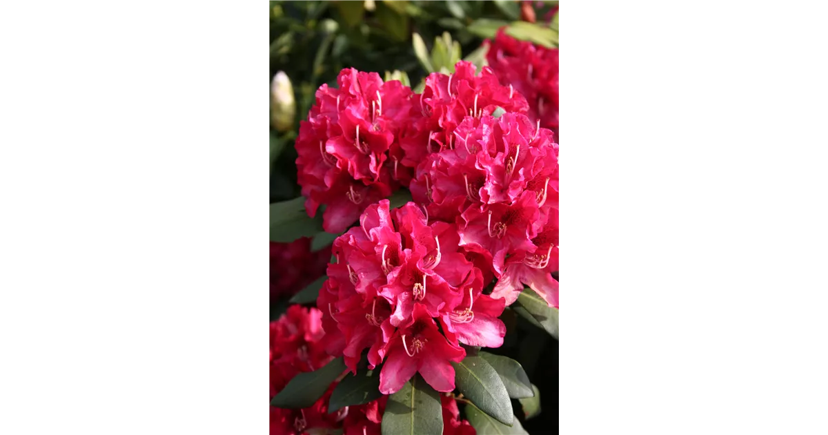 Rhododendron Hybr.'Karl Naue' II