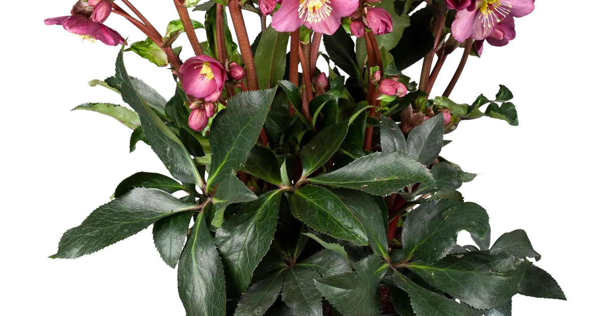 Helleborus HGC Ice N´Roses Early Red