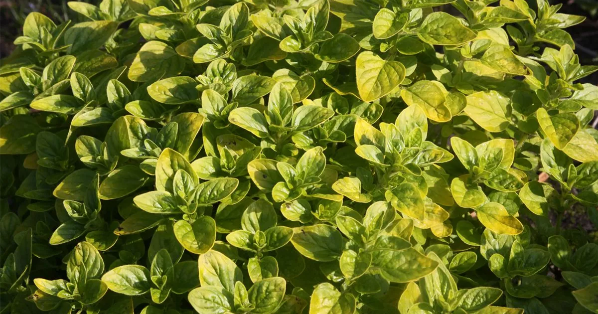 Origanum vulgare 'Thumbles'