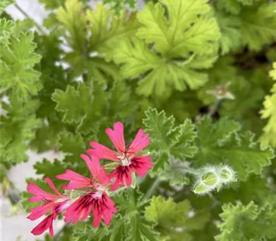 Pelargonium Citronella