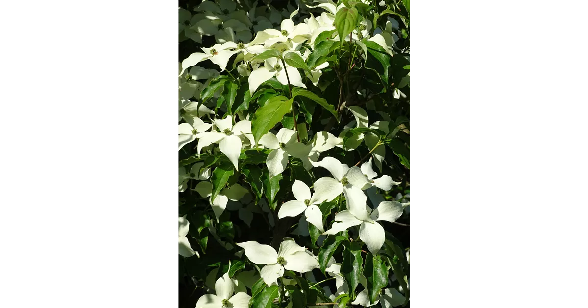 Cornus kousa 'Robert´s Select'