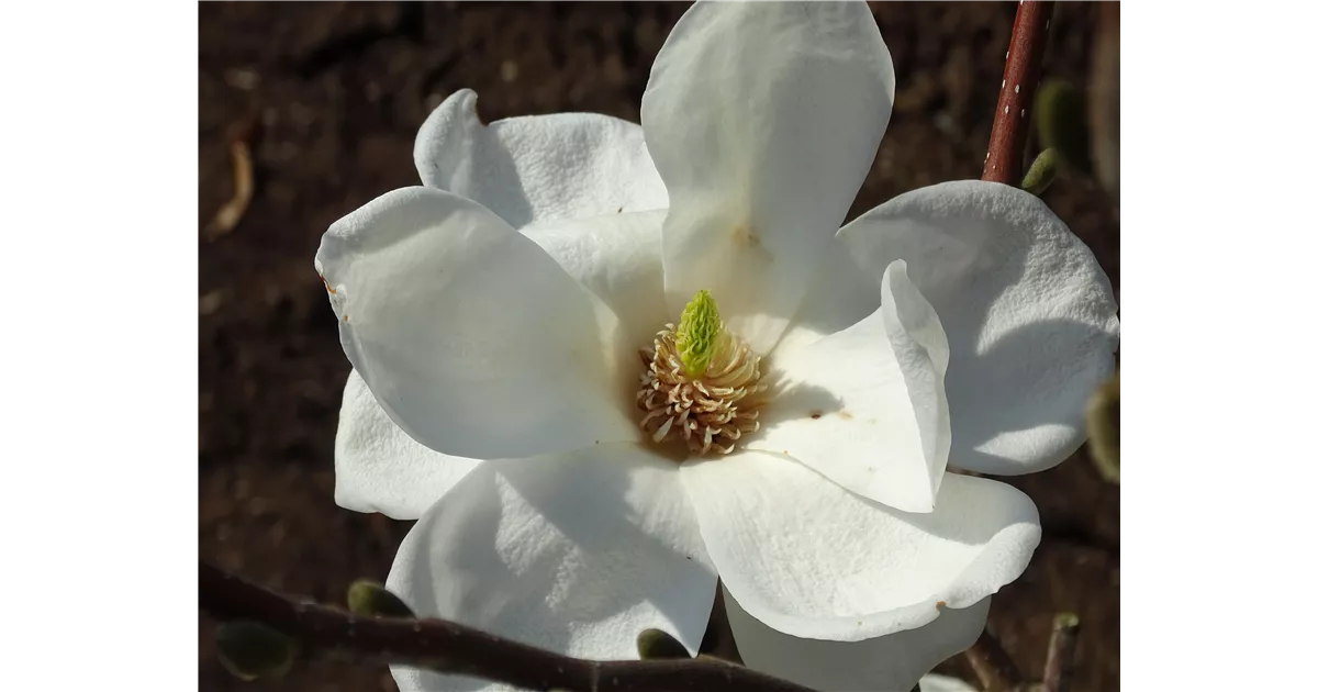 Magnolia 'Double Diamond'