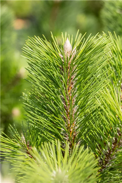 Pinus Pinus Pentaphylla Pine Five Needles 76 Cm